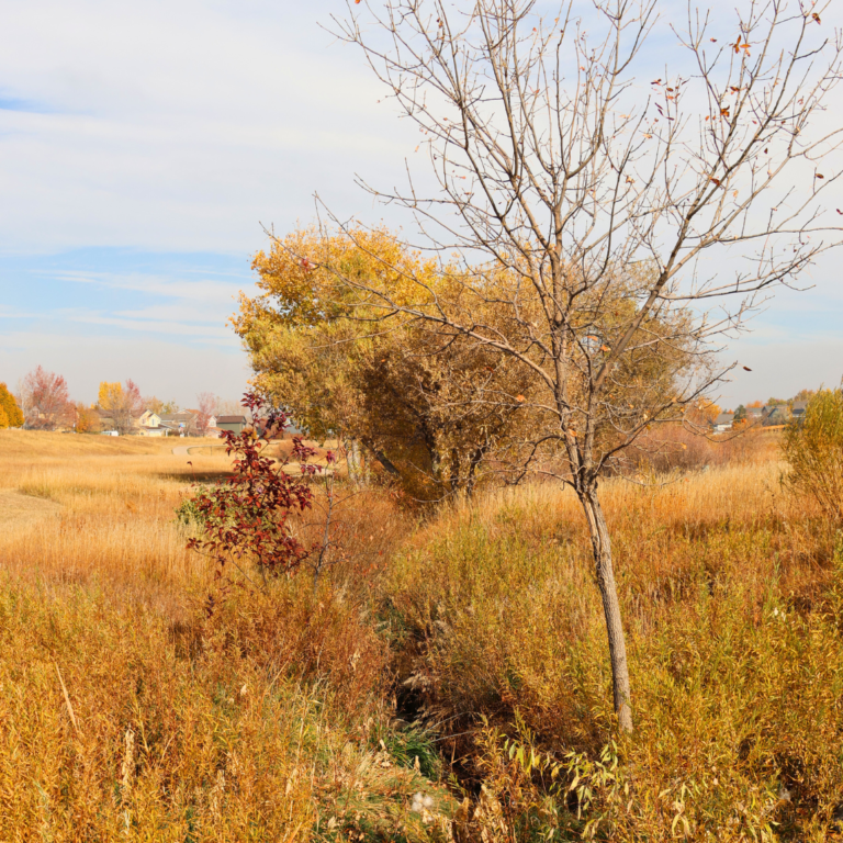 Toll Gate Park | Centennial, CO | Trails Park and Recreation District ...